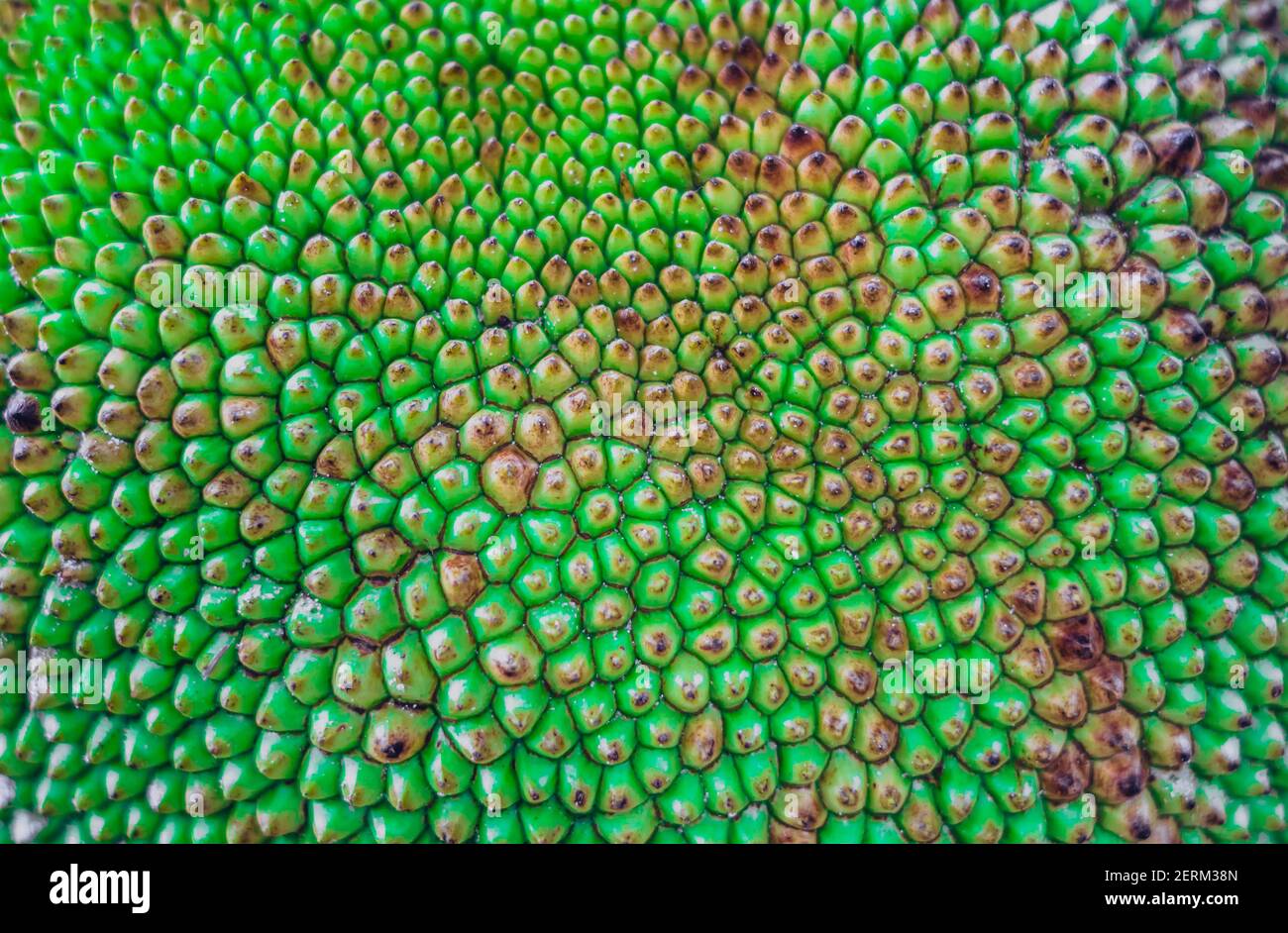 What is jackfruit and what does it look like hi-res stock photography ...