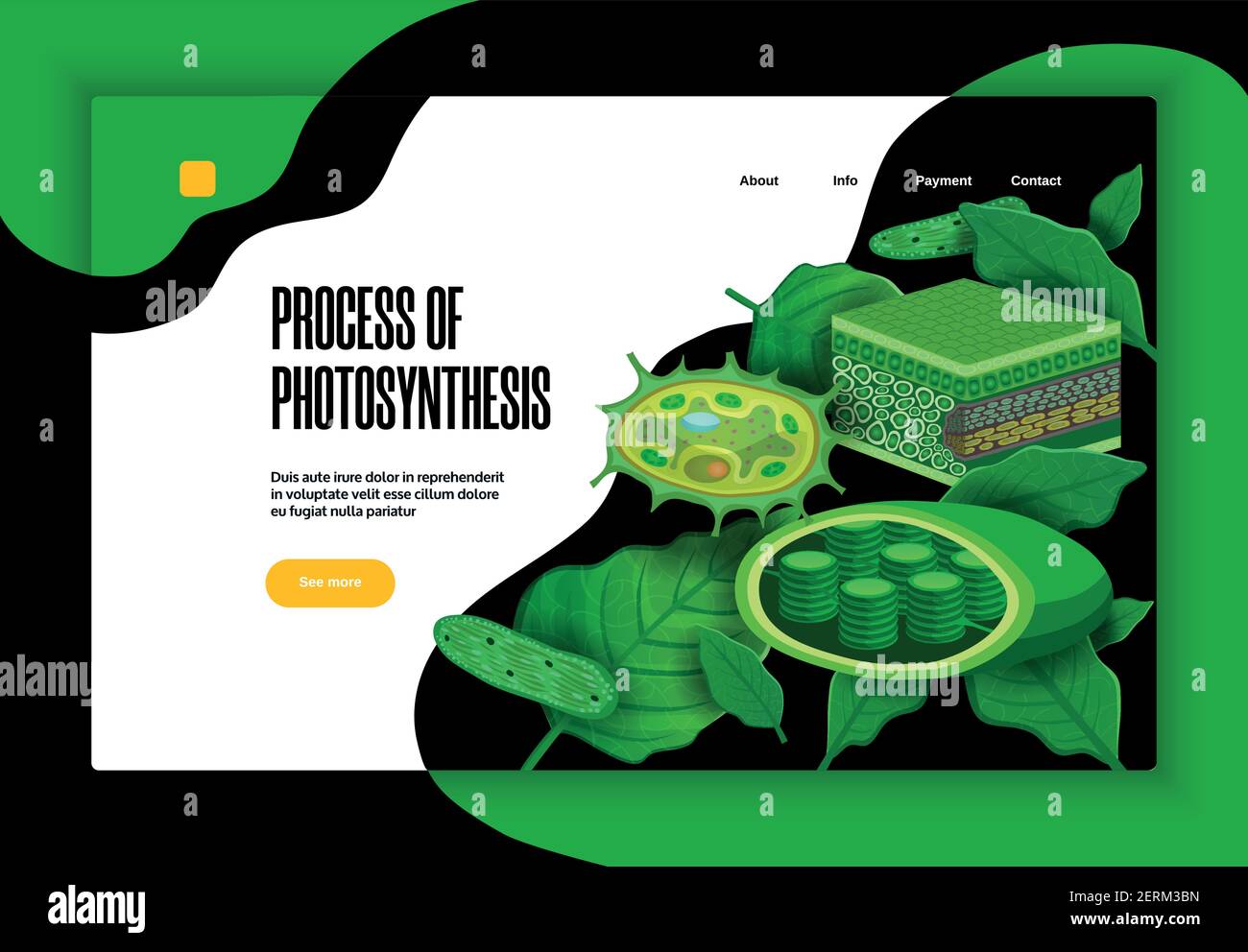 Process of photosynthesis concept educational website banner design ...