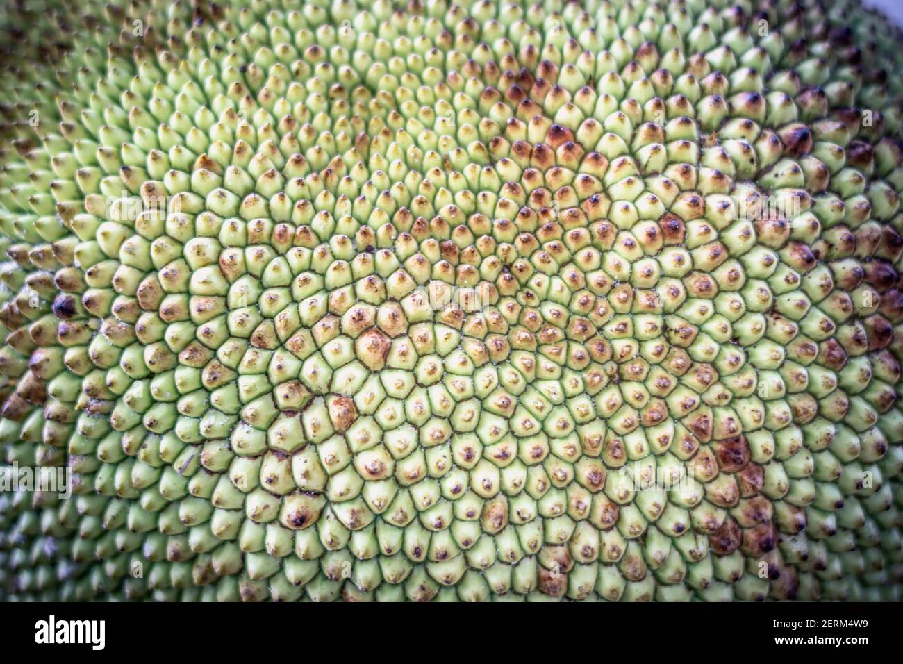 What is jackfruit and what does it look like hi-res stock photography ...
