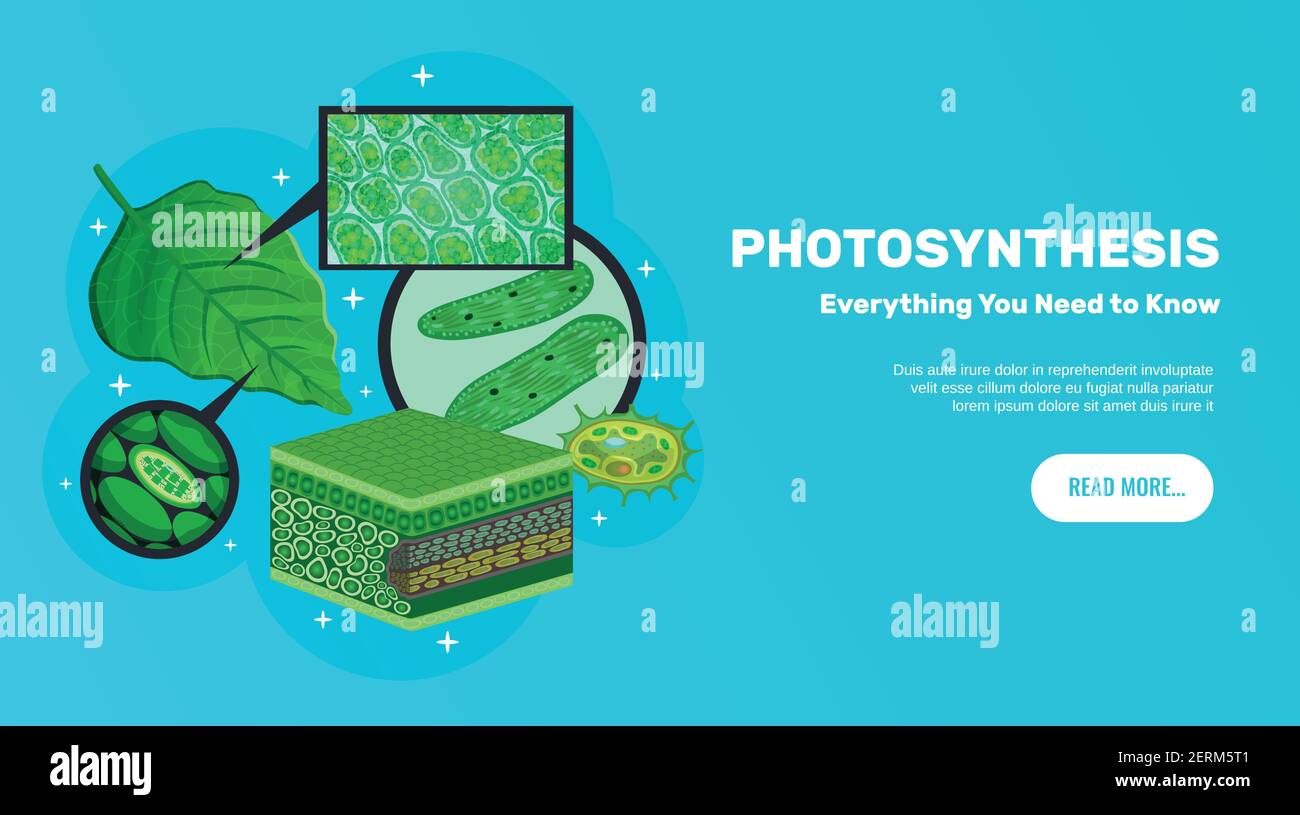 Chloroplasts hi-res stock photography and images - Alamy