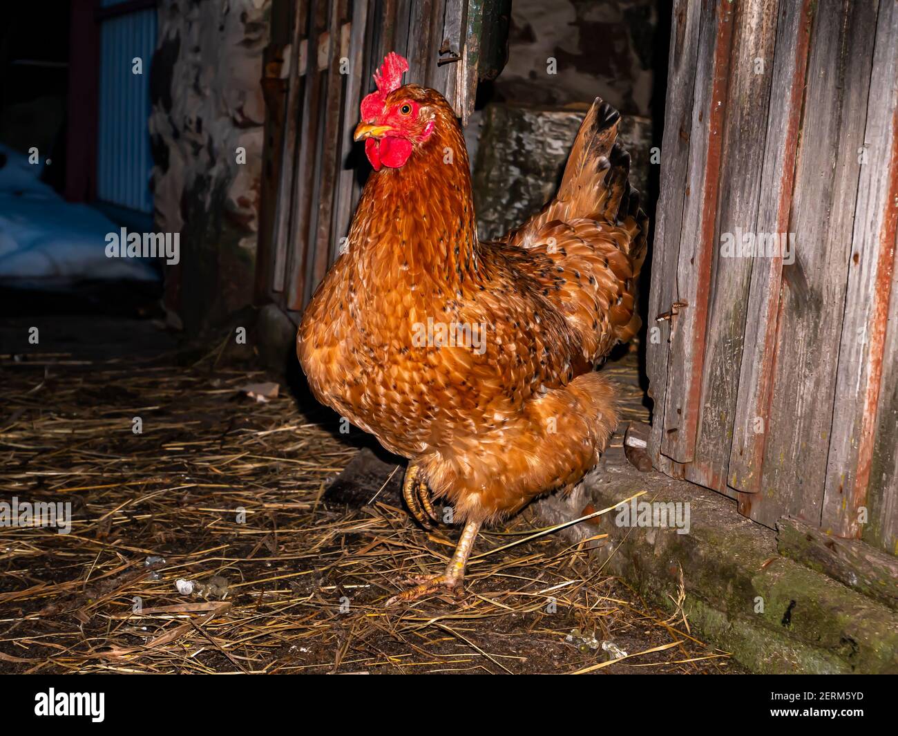 Brown hens with a red comb in the dark. Poultry chicken. Agriculture ...