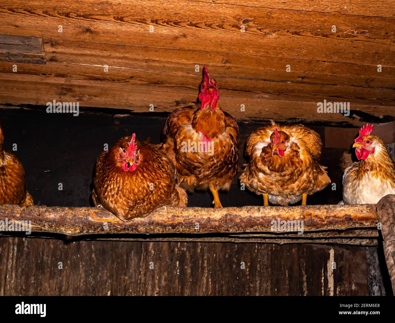 Brown hens with a red comb in a chicken coop. Poultry chicken ...