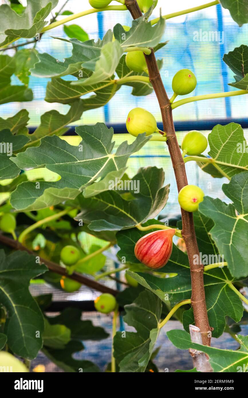 fig fruits on the branch tree in Japan Stock Photo - Alamy
