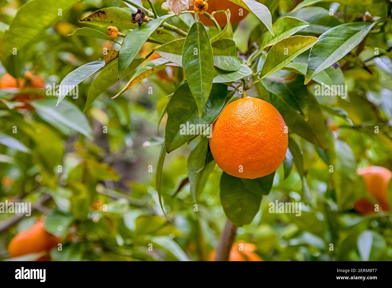 Farm fruits japan hi-res stock photography and images - Alamy