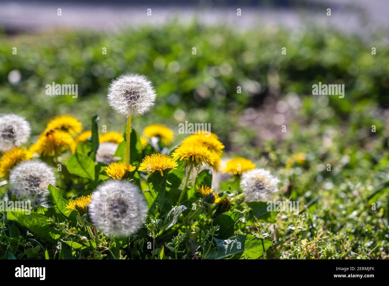 Field with yellow dandelions and full bloom dandelions in spring season ...