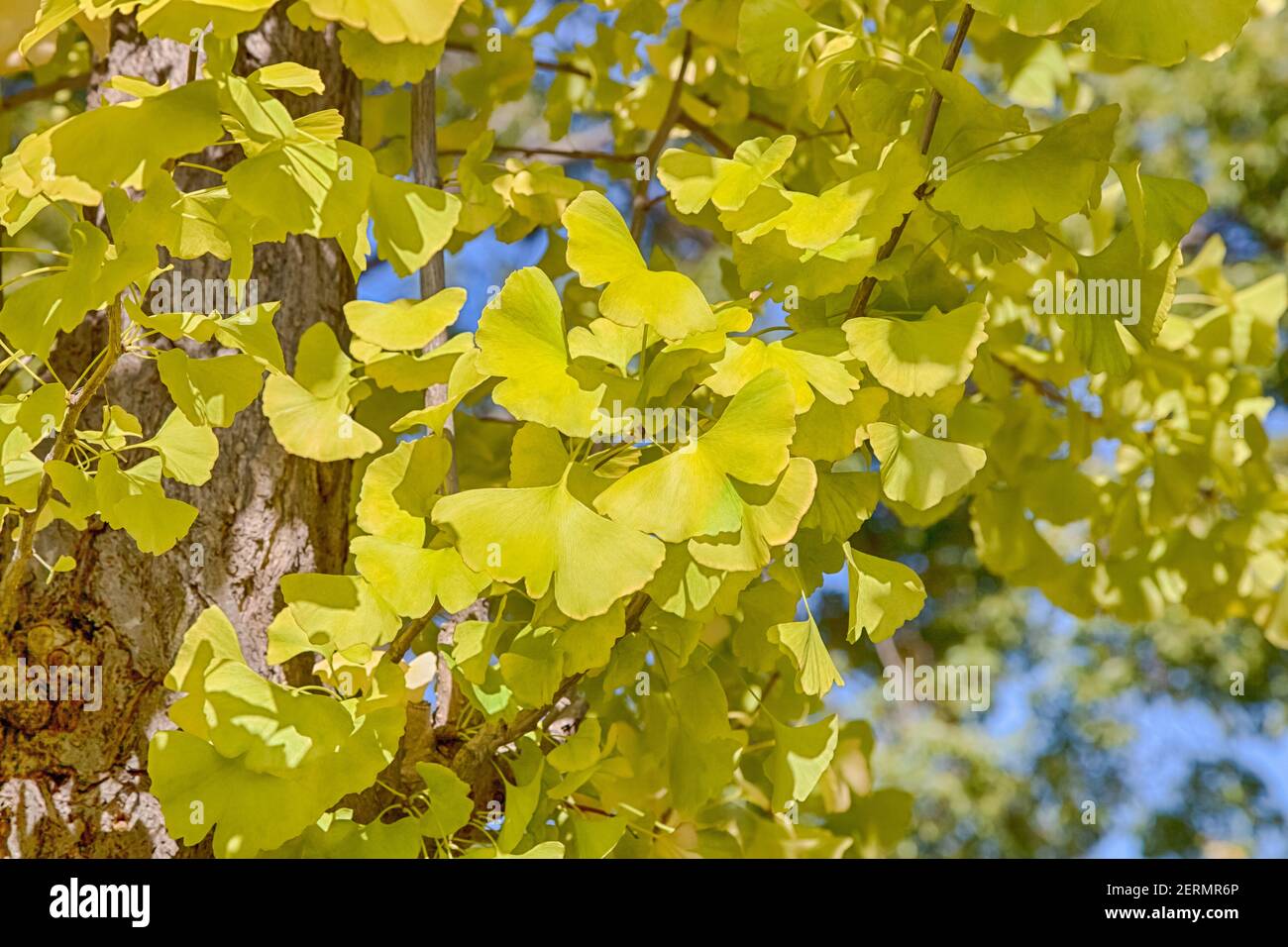 Golden leaves of gingko trees Stock Photo - Alamy