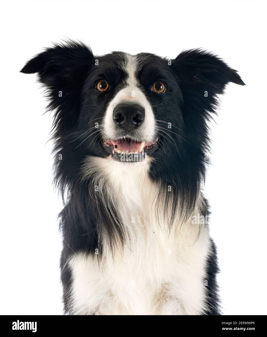 border collie in front of white background Stock Photo - Alamy