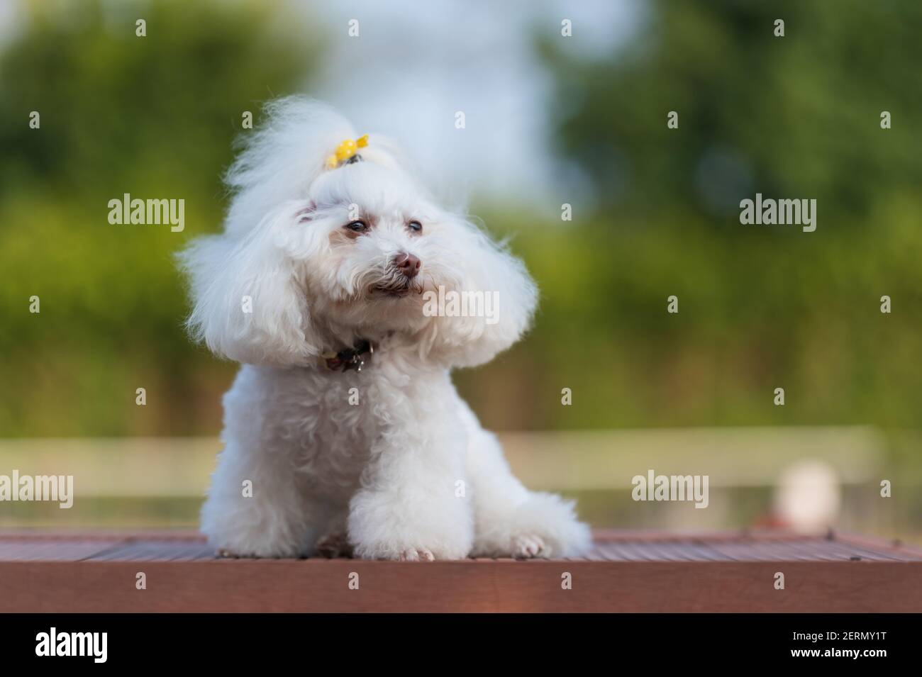 Cute white poodle, outdoor shot Stock Photo - Alamy