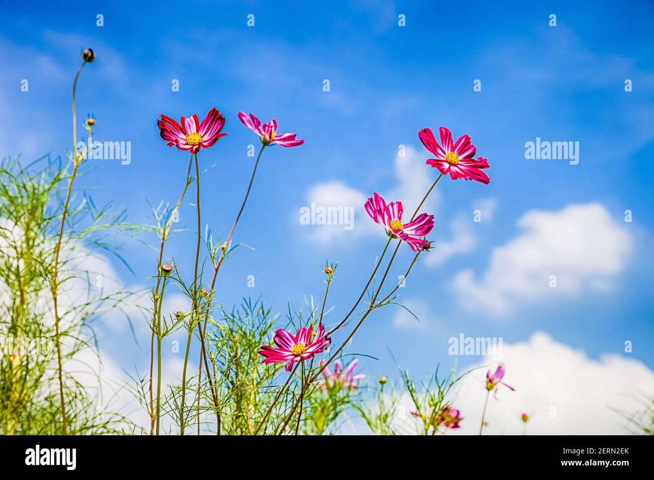 cosmos flower with blue sky background Stock Photo - Alamy