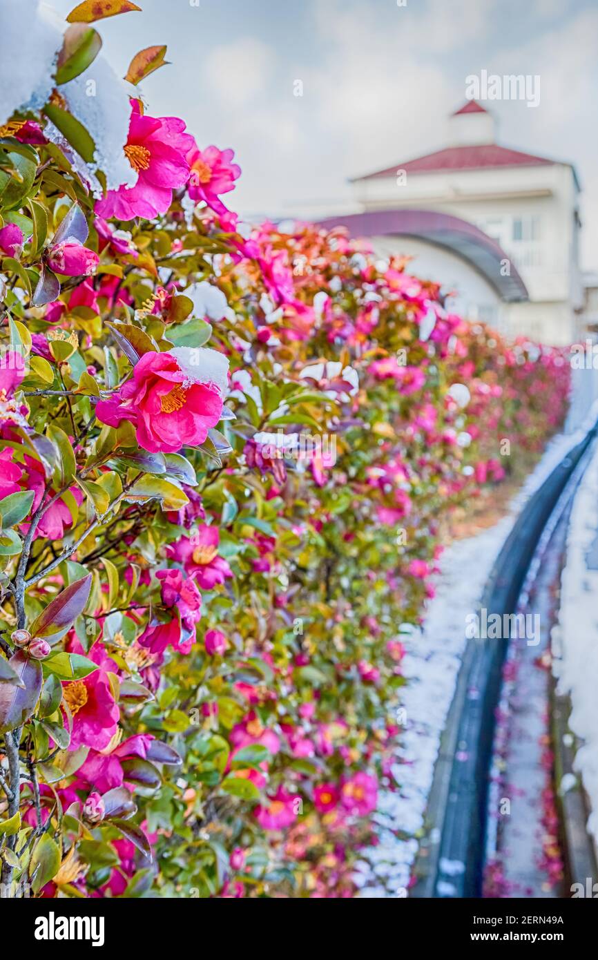 Camellia japonica snow hi-res stock photography and images - Alamy