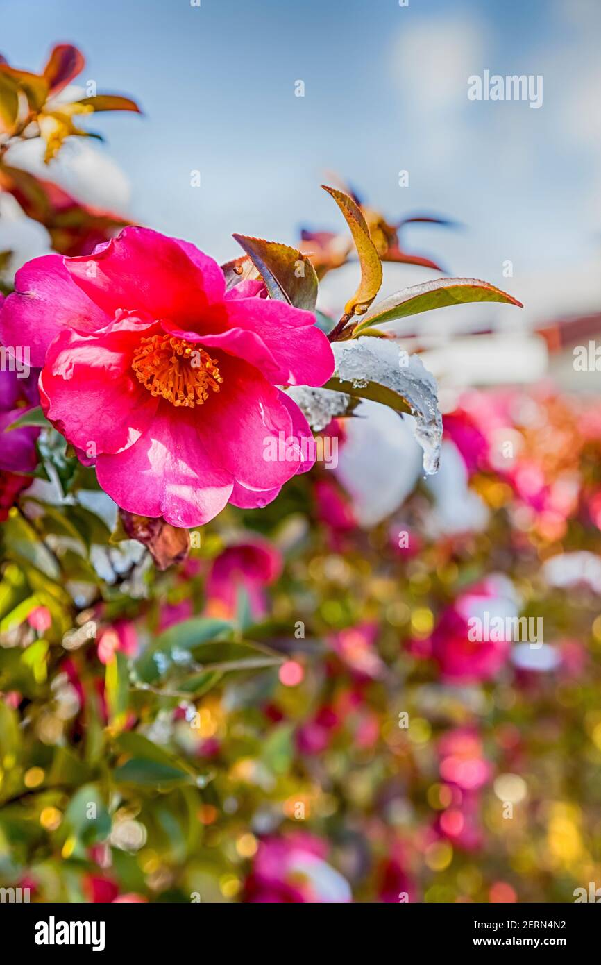 Camellia japonica snow hi-res stock photography and images - Alamy