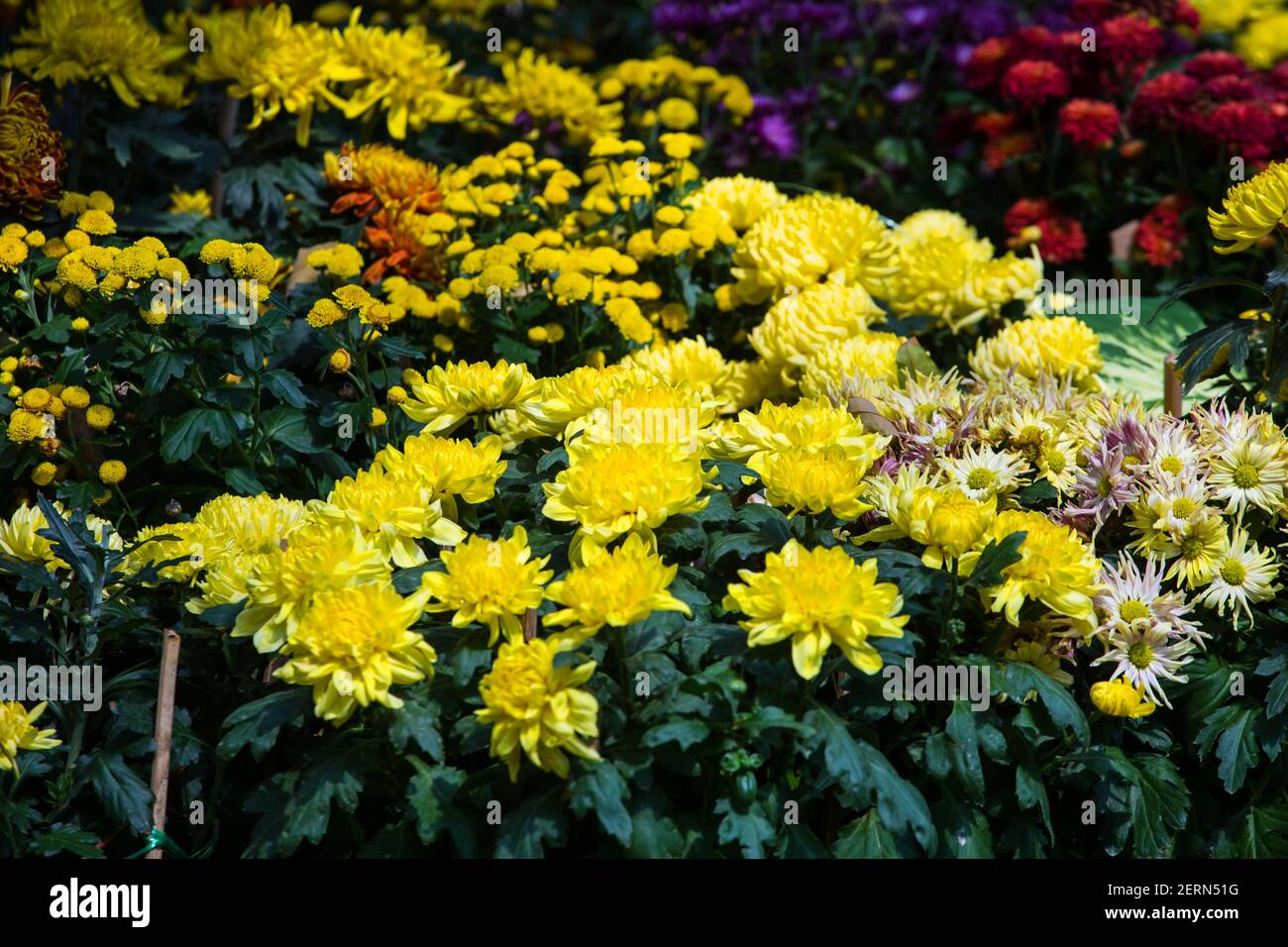Yellow Chrysanthemum flowers in blossom. Close up of a bunch of fresh ...