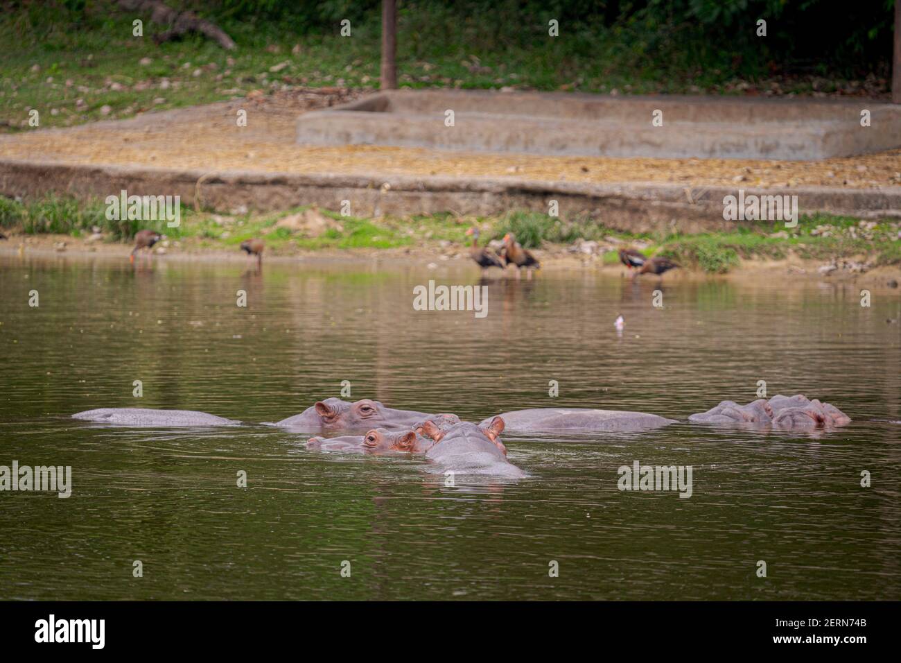 Hippos pablo escobar hi-res stock photography and images - Alamy