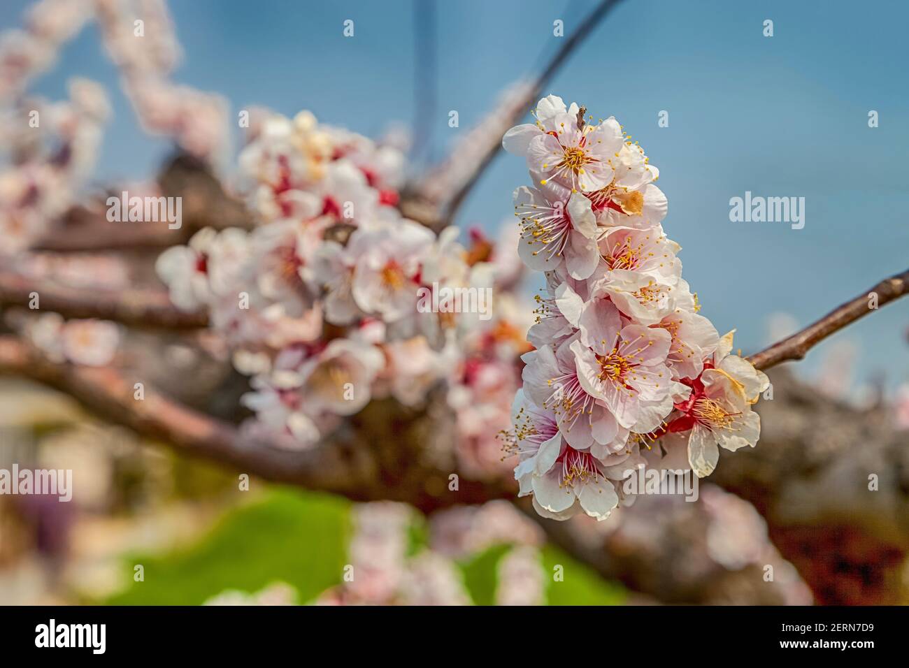 Pink blossom sakura flowers on a spring day in Japan Stock Photo - Alamy