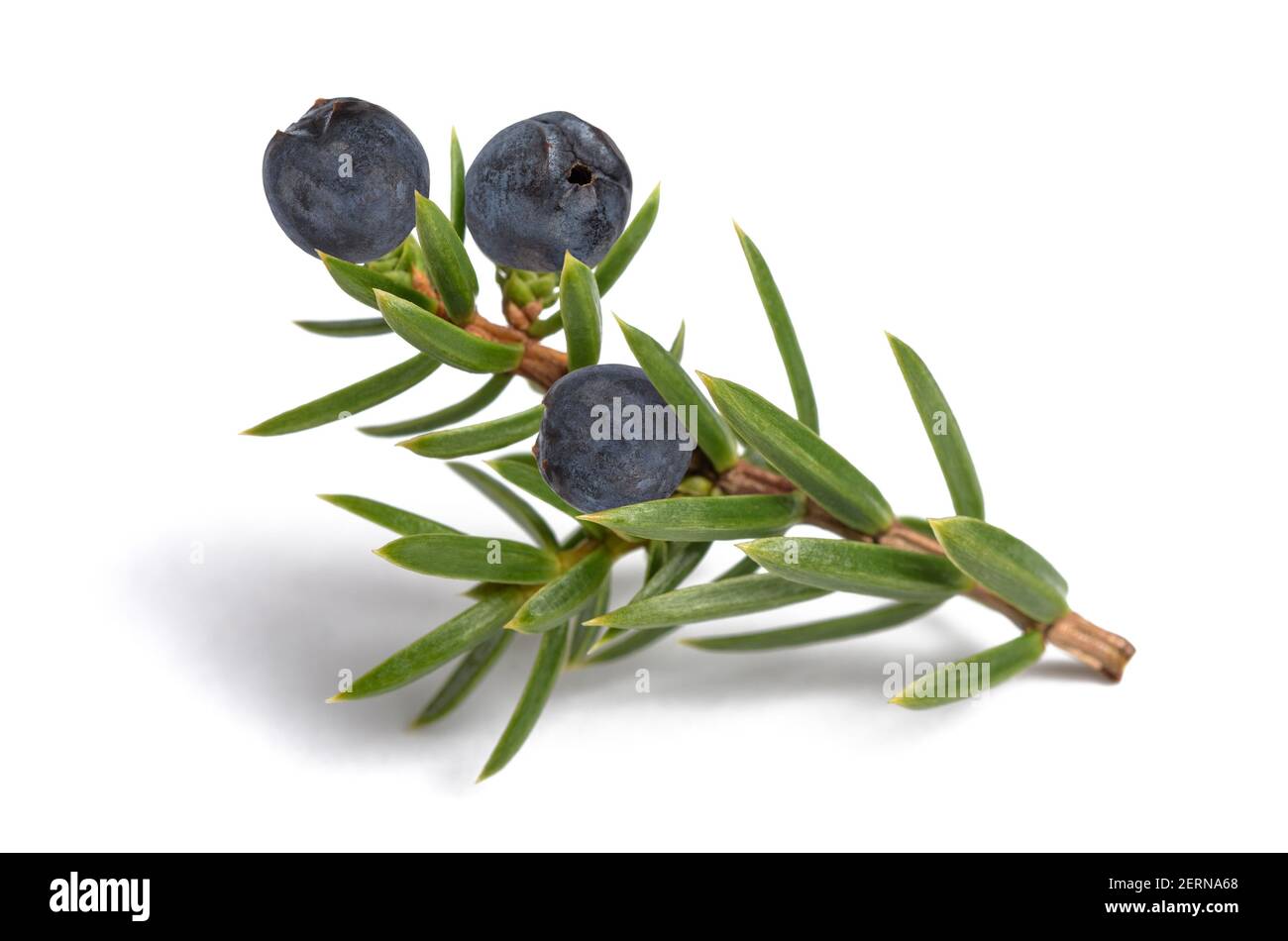 Juniper branch blue berries hi-res stock photography and images - Alamy
