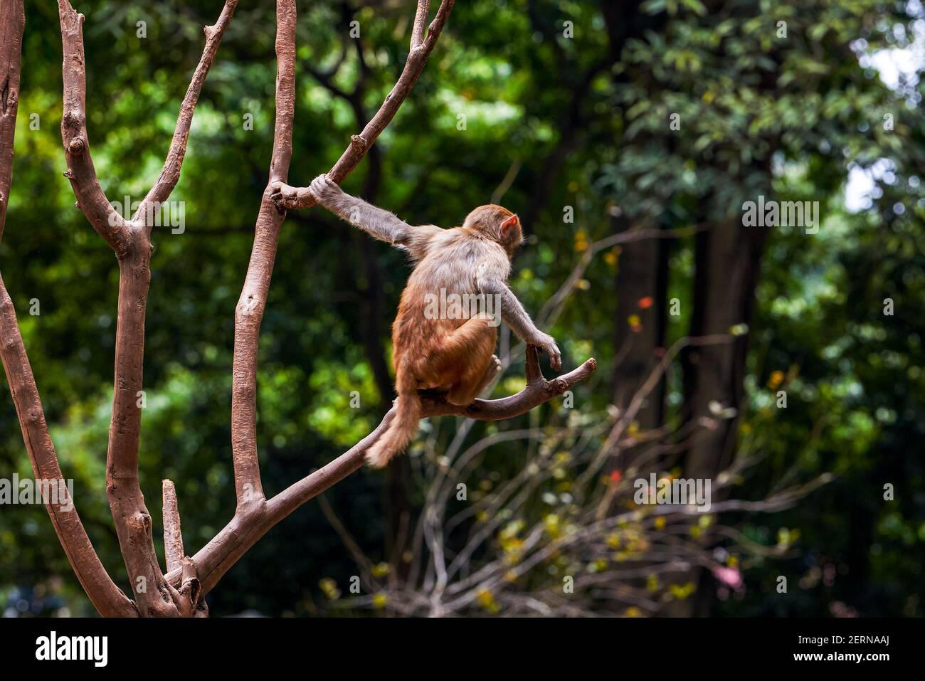 Zoo animal groups together hi-res stock photography and images - Alamy