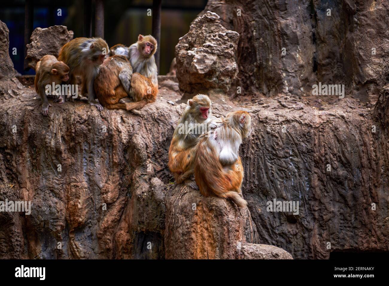 Zoo animal groups together hi-res stock photography and images - Alamy