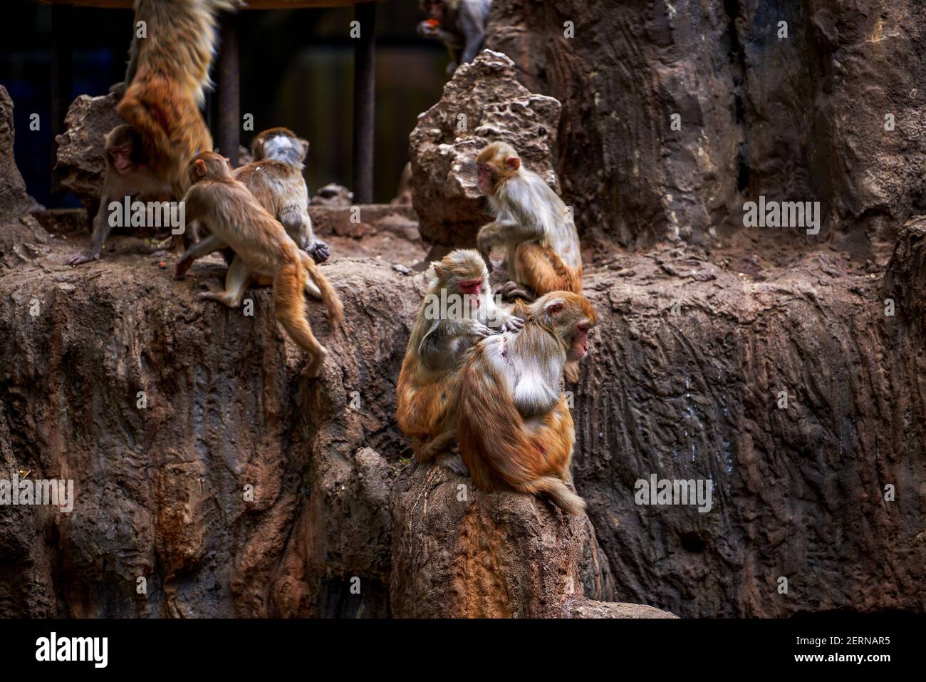 Zoo animal groups together hi-res stock photography and images - Alamy