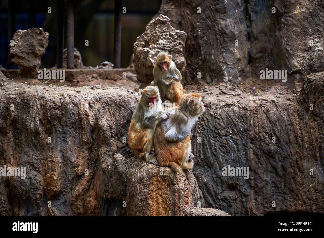 A group of monkeys scratching and living in groups on Monkey Mountain ...