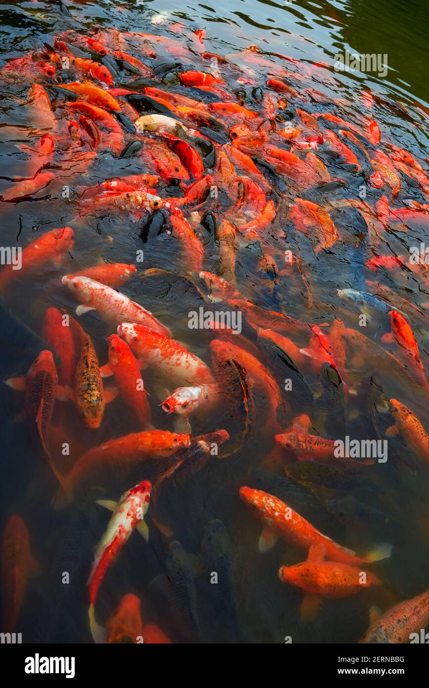 Residential koi pond hi-res stock photography and images - Alamy