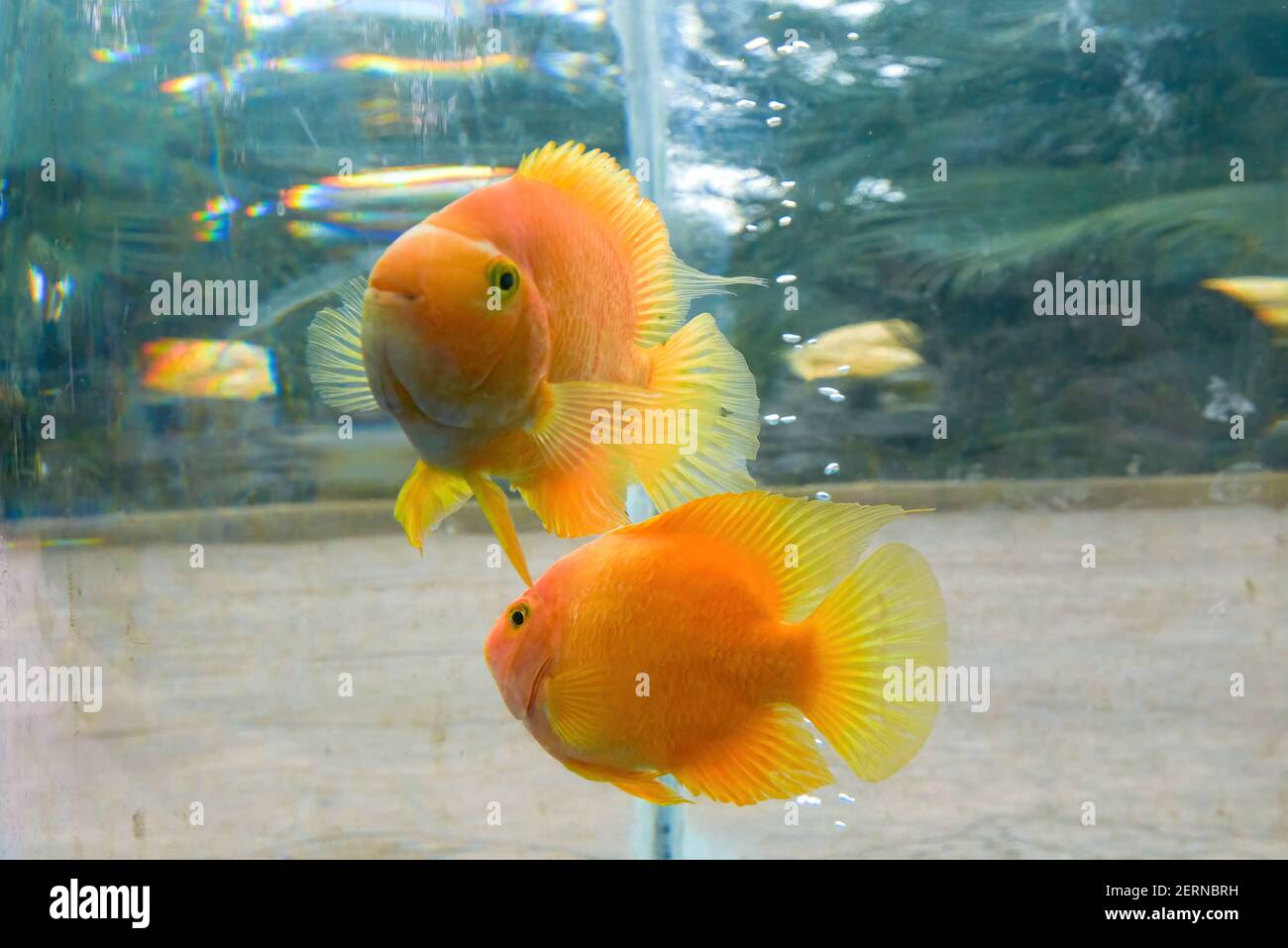 Lucky tank hi-res stock photography and images - Alamy