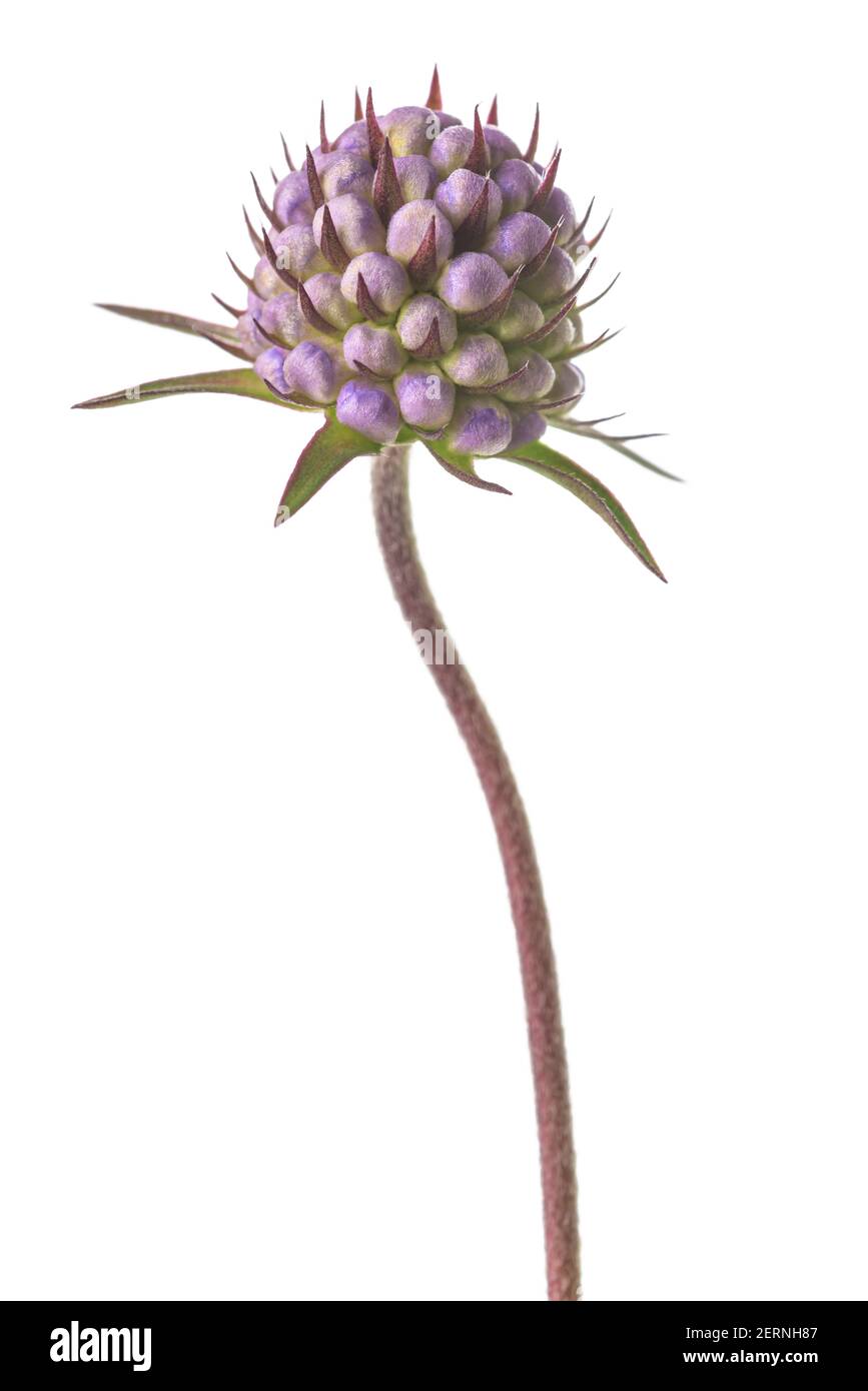 Devil's-bit scabious isolated on white background Stock Photo - Alamy