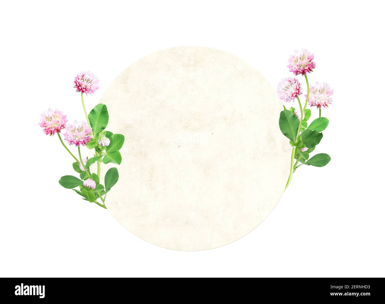 Round retro card with wild red clover (Trifolium pratense) flowers ...
