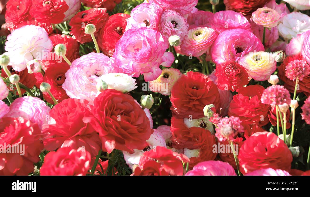 Ranunculus flowers (Ranunculus asiaticus) on flowerbed in Yamashita ...