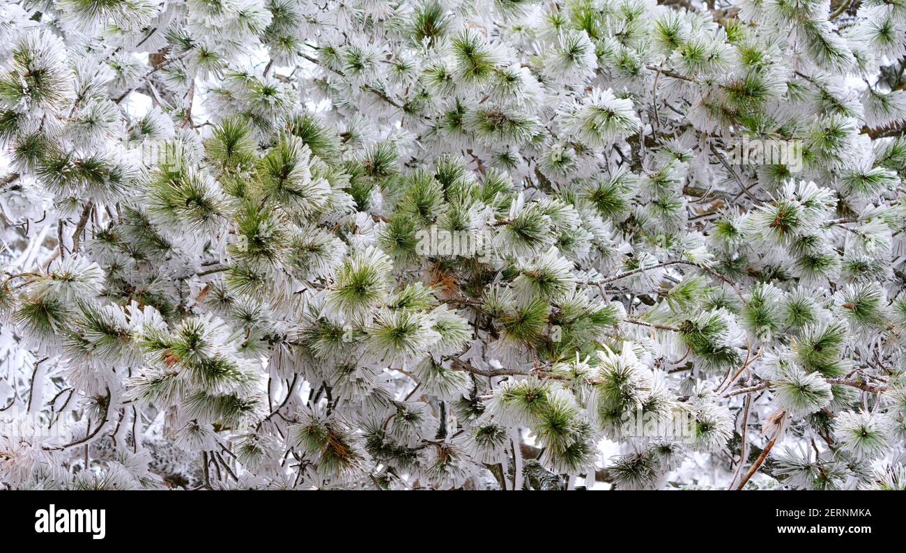 Frozen pine tree branch hi-res stock photography and images - Alamy