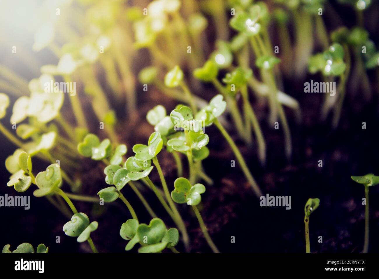 Seedling growing towards light hi-res stock photography and images - Alamy