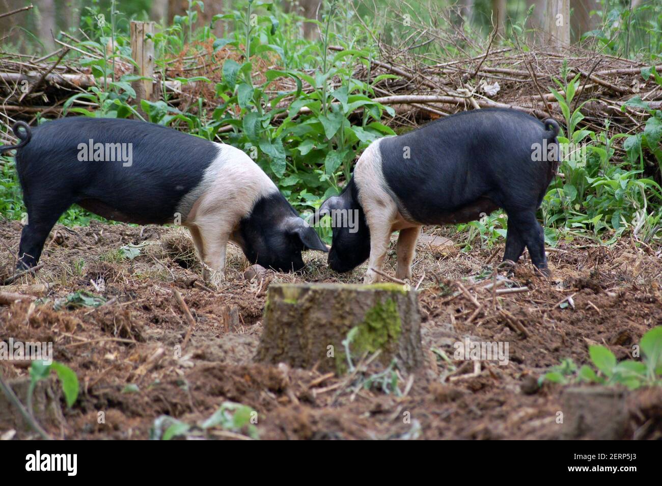 Two saddleback pigs rooting around in the undergrowth for food. Pigs ...