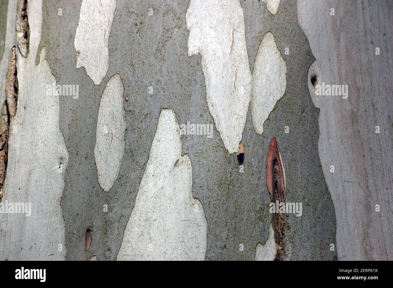 Bark of Mountain gum (eucalyptus) tree Stock Photo - Alamy