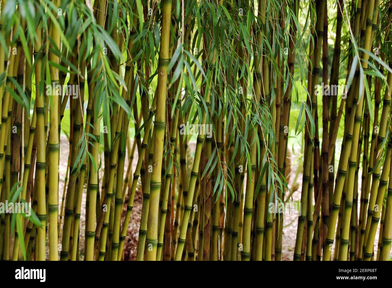 A group of bamboo plants growing closely together Stock Photo - Alamy