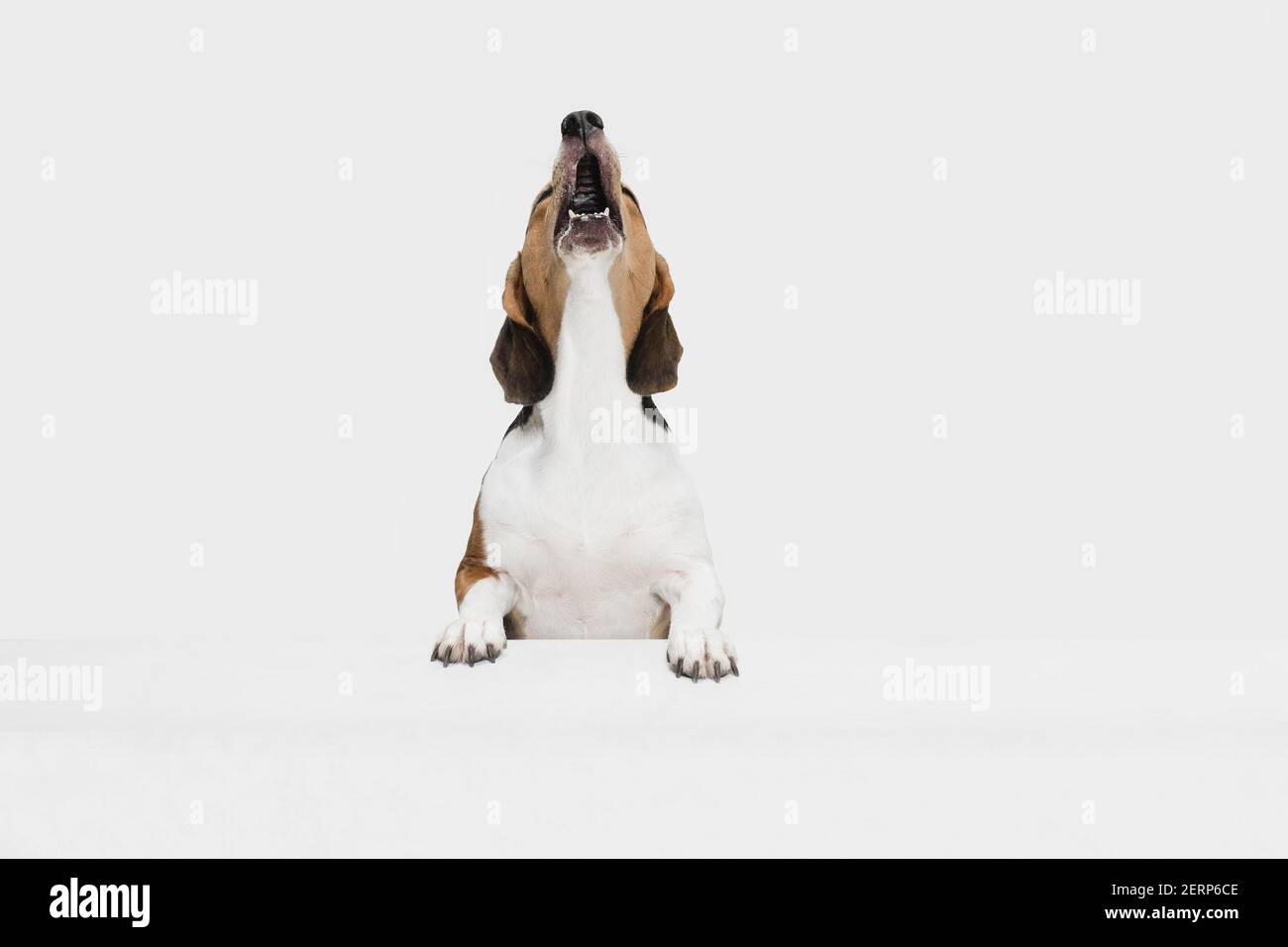 Happy estonian hound dog hi-res stock photography and images - Alamy