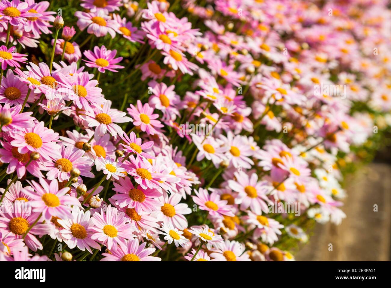 Colorful Margaret flower background.,Daisy Stock Photo - Alamy