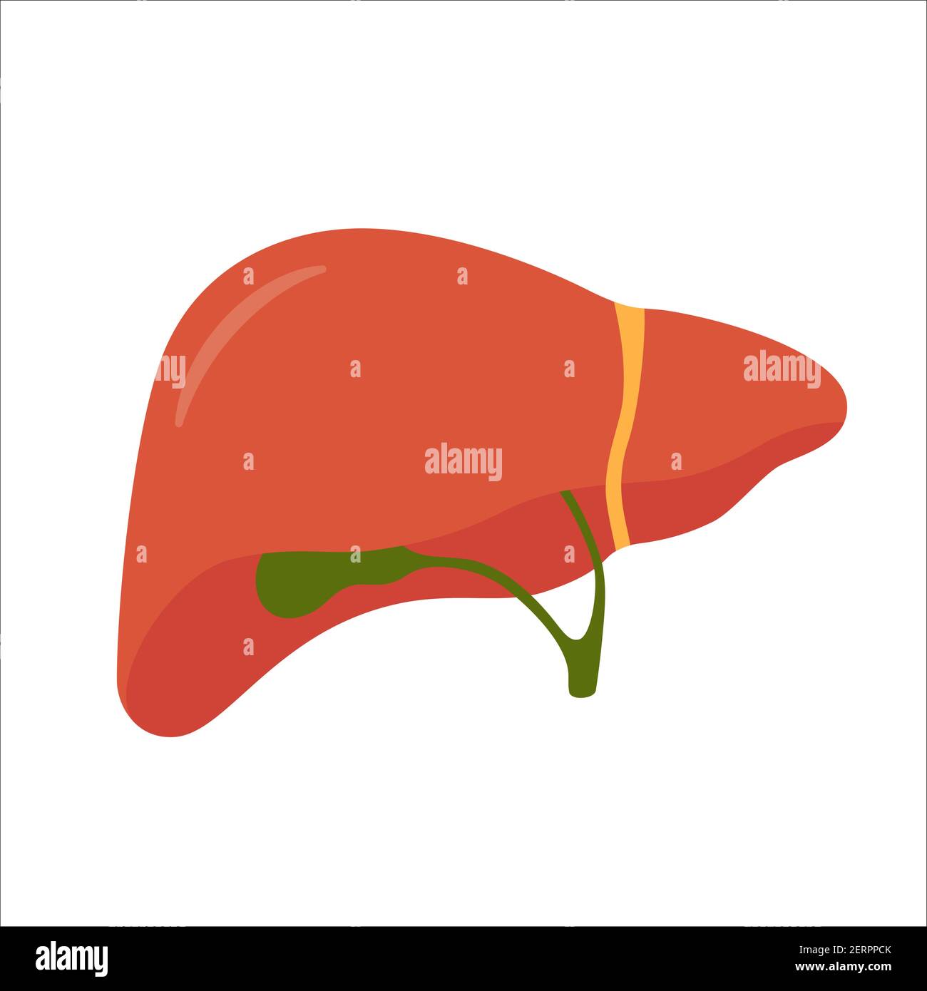 Liver cirrhosis drawing hi-res stock photography and images - Alamy