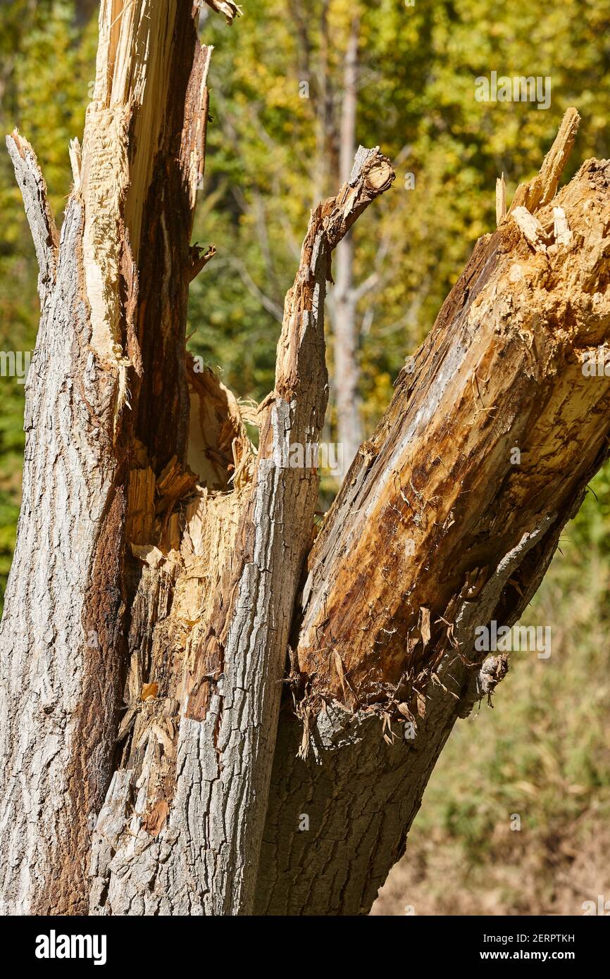 Illustration deforestation tree stump hi-res stock photography and ...