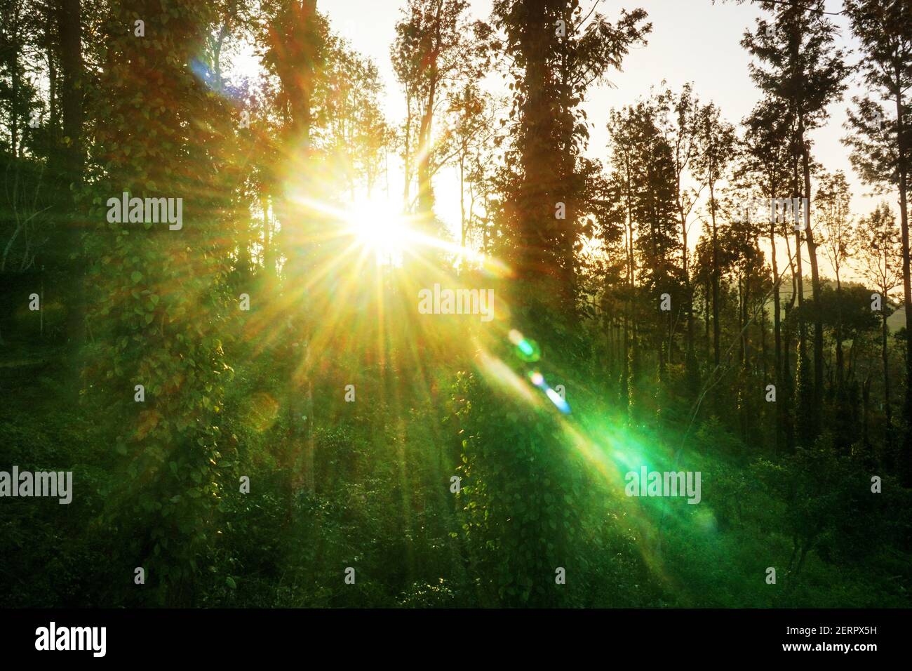 sun shining through trees Stock Photo - Alamy