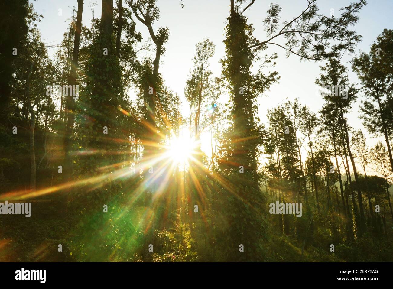 sun shining through trees Stock Photo - Alamy
