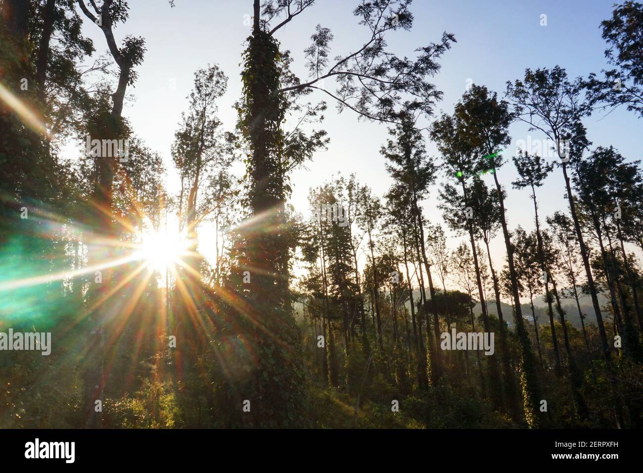 sun shining through trees Stock Photo - Alamy