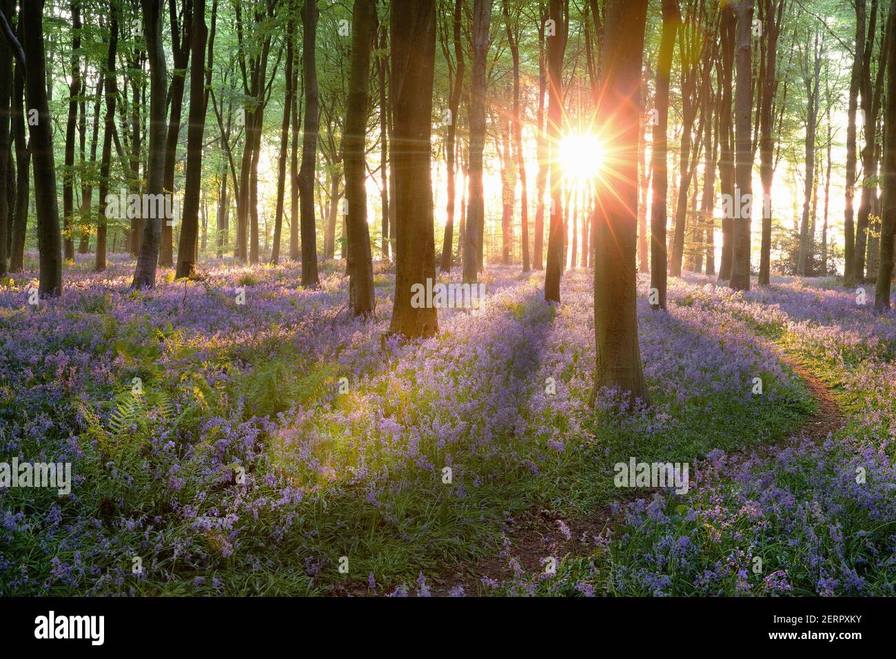 Bluelbells hi-res stock photography and images - Alamy