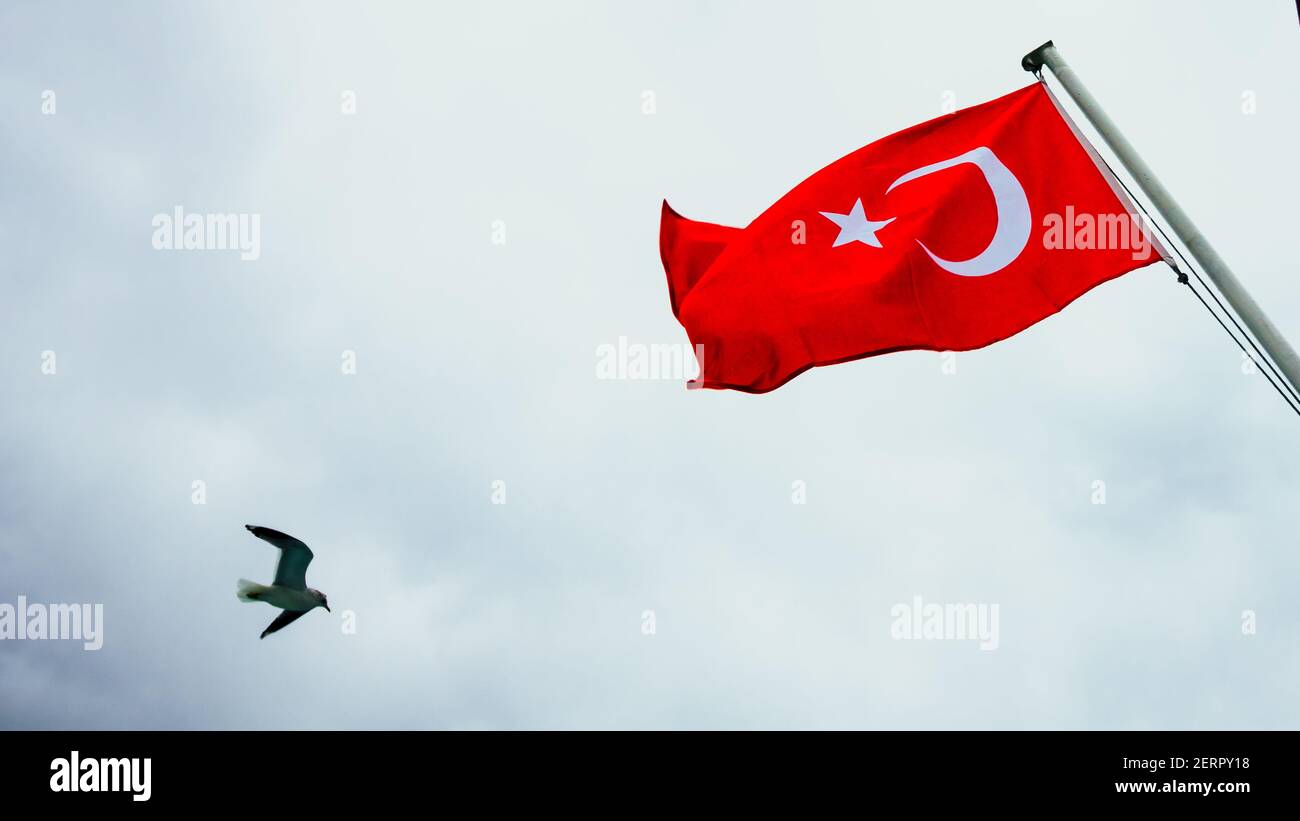 Turkish birds hi-res stock photography and images - Alamy