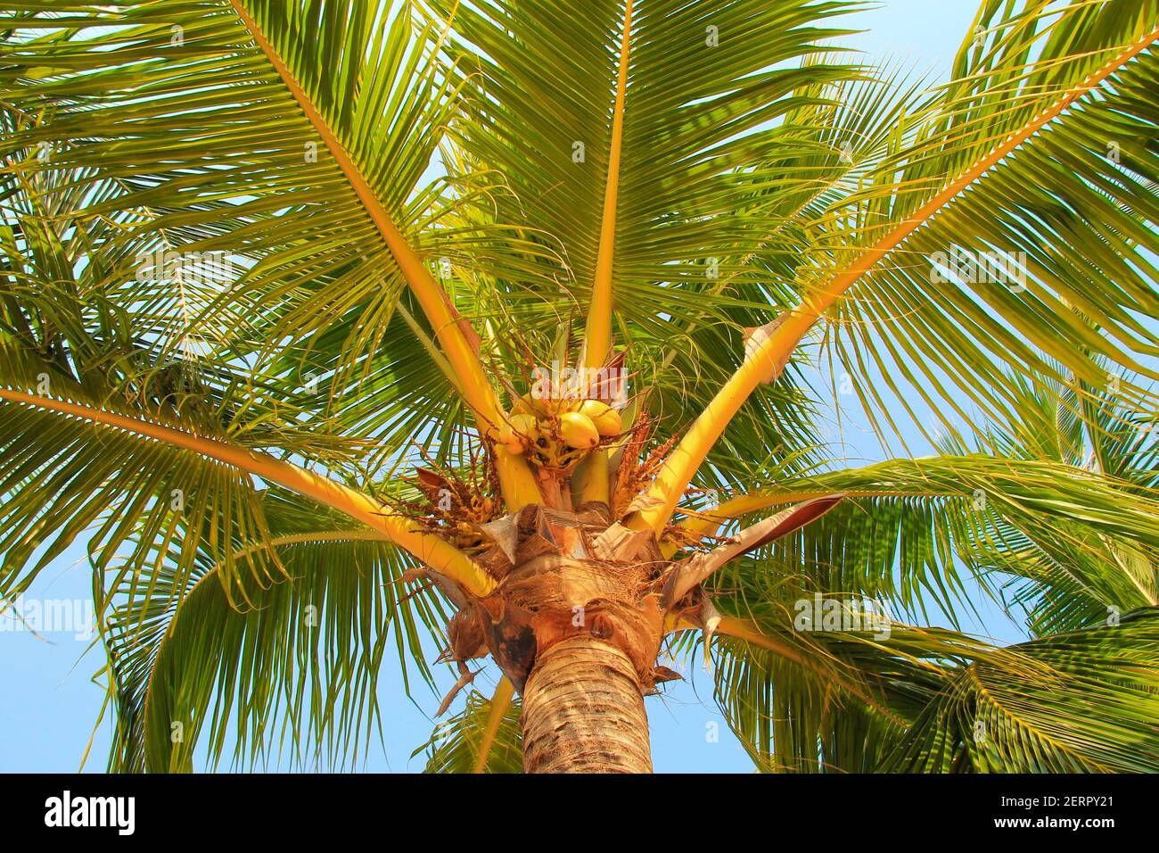 Large green crown of a tropical coconut tree in an exotic resort ...