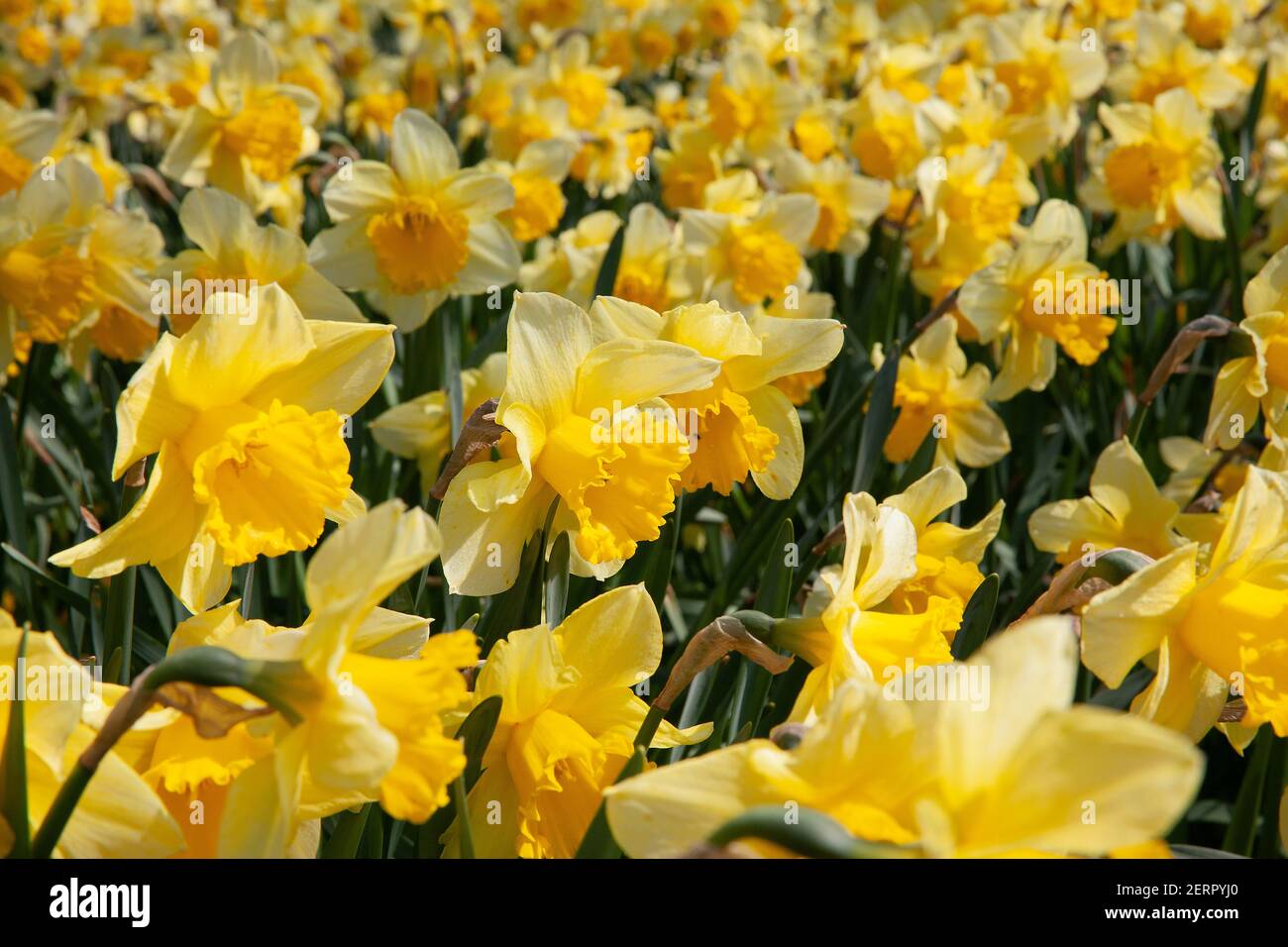 Yellow daffodils in a field close up. Spring flowers often used for the ...
