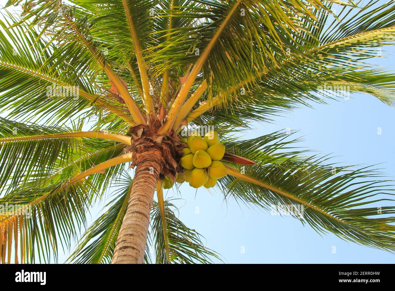 Large green crown of a tropical coconut tree in an exotic resort. Palm ...