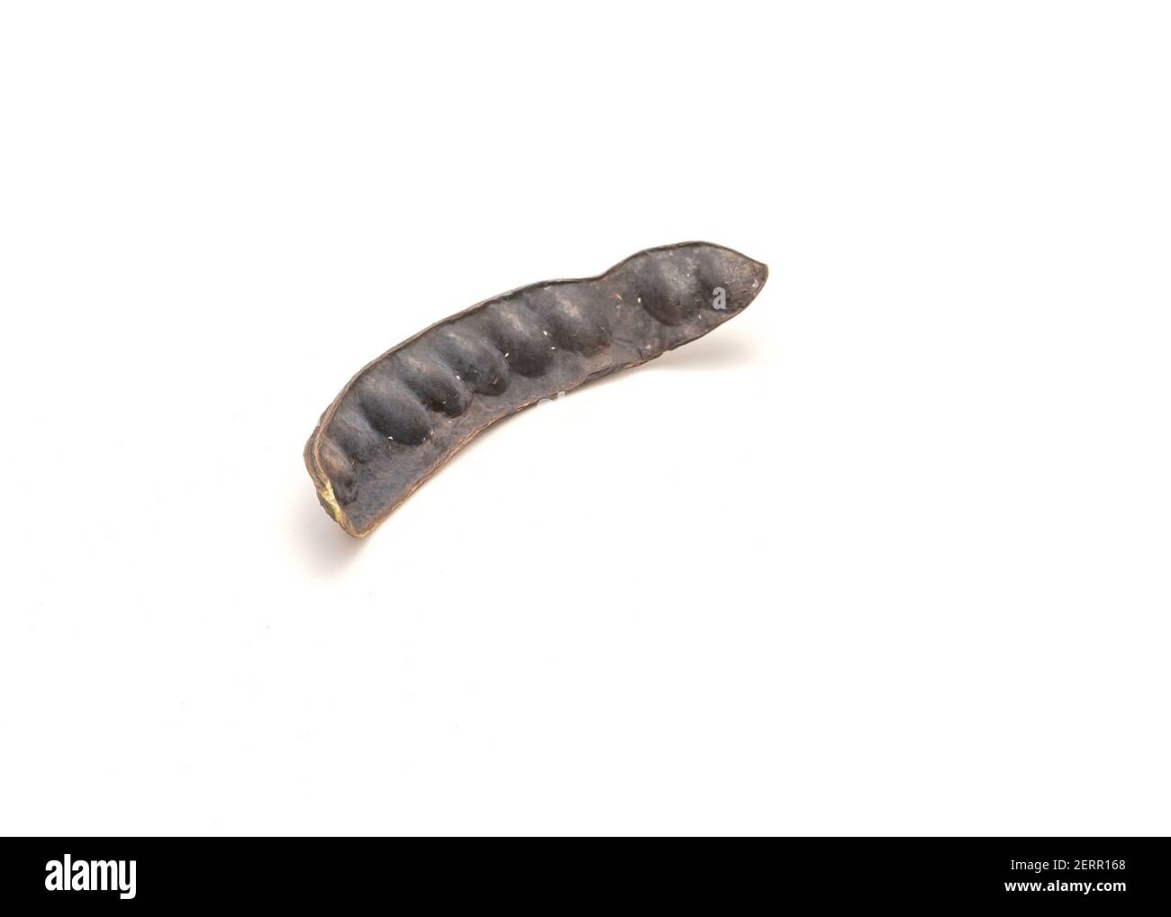 Studio shot single Albizia lebbeck long flat pod with seed inside ...