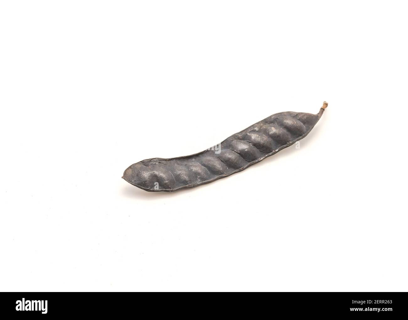 Studio shot single Albizia lebbeck long flat pod with seed inside ...
