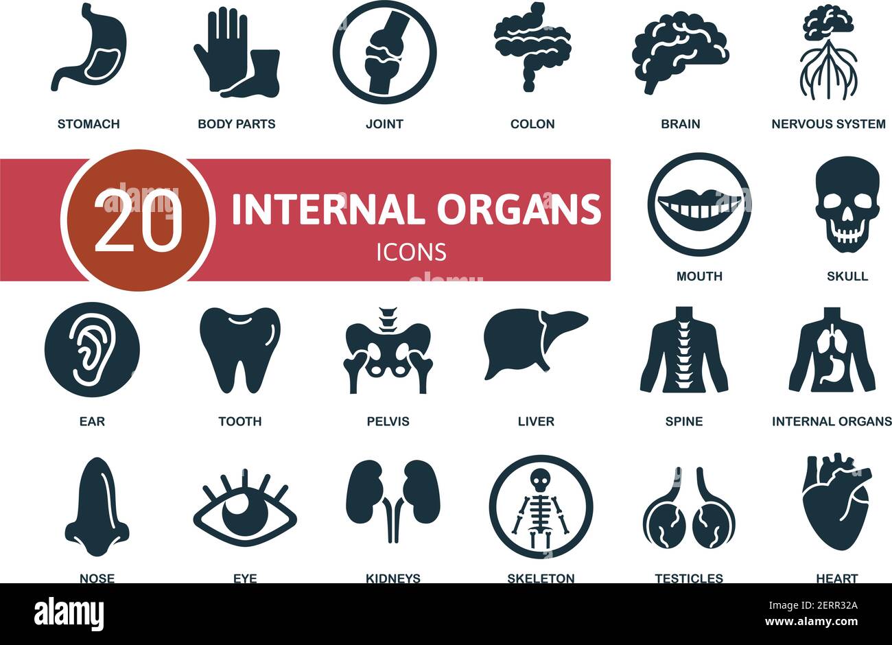 Internal Organs icon set. Contains editable icons internal organs theme ...