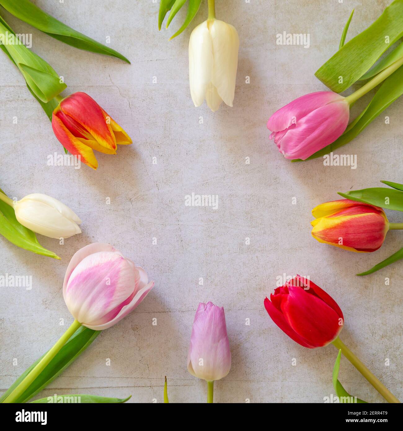Square Flat lay with corlorfull Dutch tulips in circle Stock Photo - Alamy