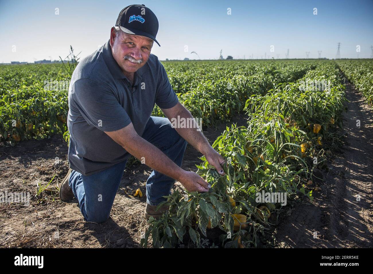 John Papini of Uesugi Farms holds some damaged bell pepper plants at ...
